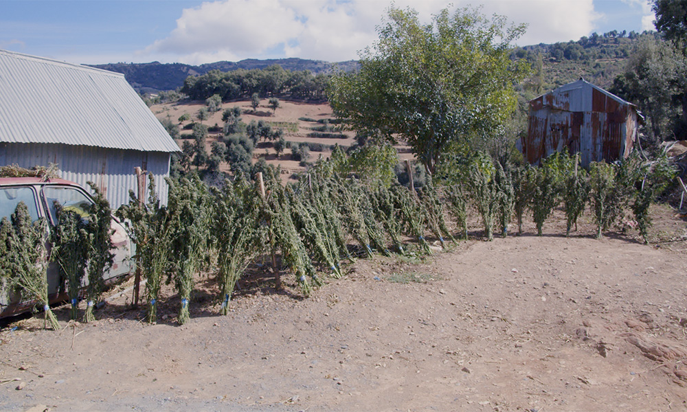 Morocco: The World’s Largest Hash Exporter - THCfloat.com